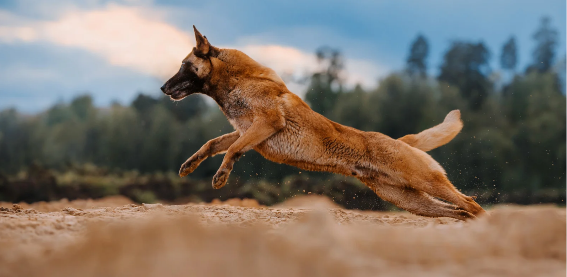 Natural food for dogs | About Barca | Barca Premium